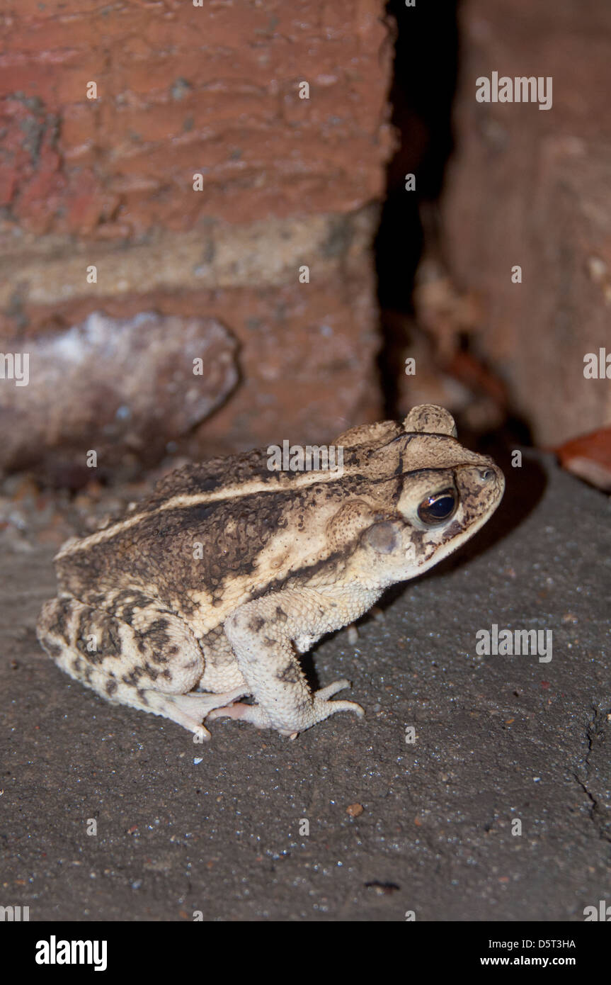 Gulf coast toad hi-res stock photography and images - Alamy
