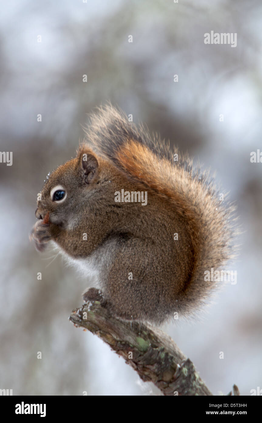Douglas's Squirrel looking left Stock Photo - Alamy