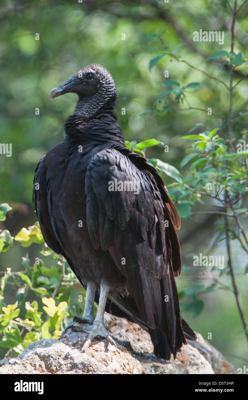 American black vulture hi-res stock photography and images - Alamy