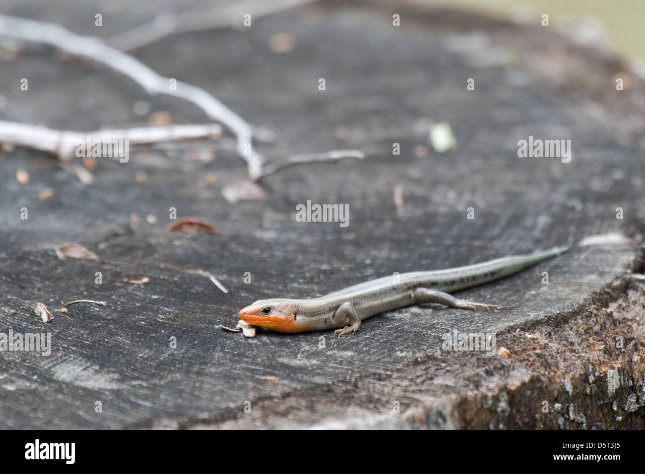 Five-lined Skink (Eumeces fasciatus Stock Photo - Alamy