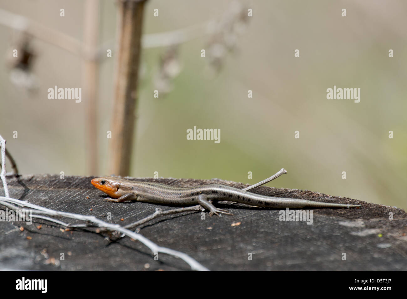 Five-lined Skink (Eumeces fasciatus Stock Photo - Alamy