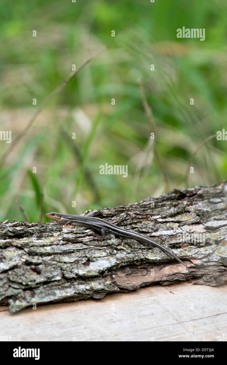 Five-lined Skink (Eumeces fasciatus Stock Photo - Alamy