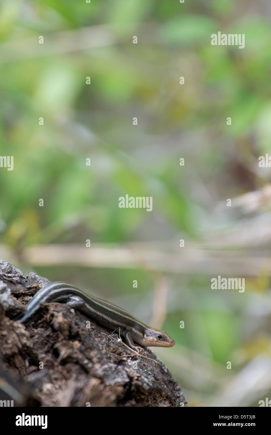 five-lined Skink (Eumeces fasciatus Stock Photo - Alamy