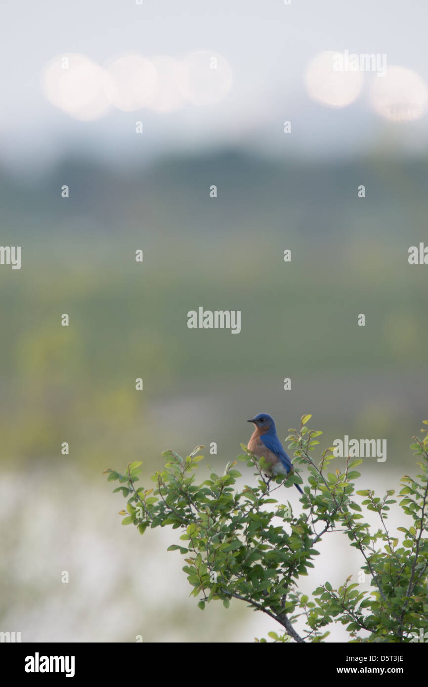 Eastern Blue Bird Stock Photo - Alamy