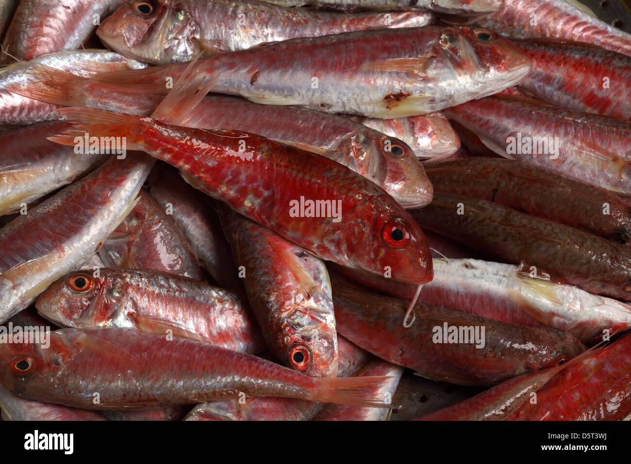 red mullet,Mullus barbatus Stock Photo - Alamy