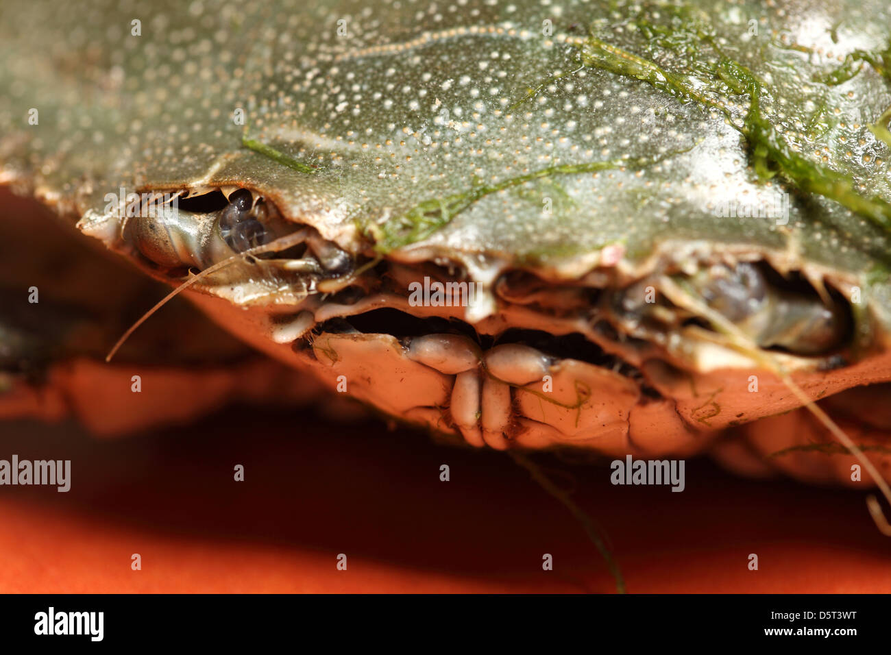 Malacostraca hi-res stock photography and images - Alamy