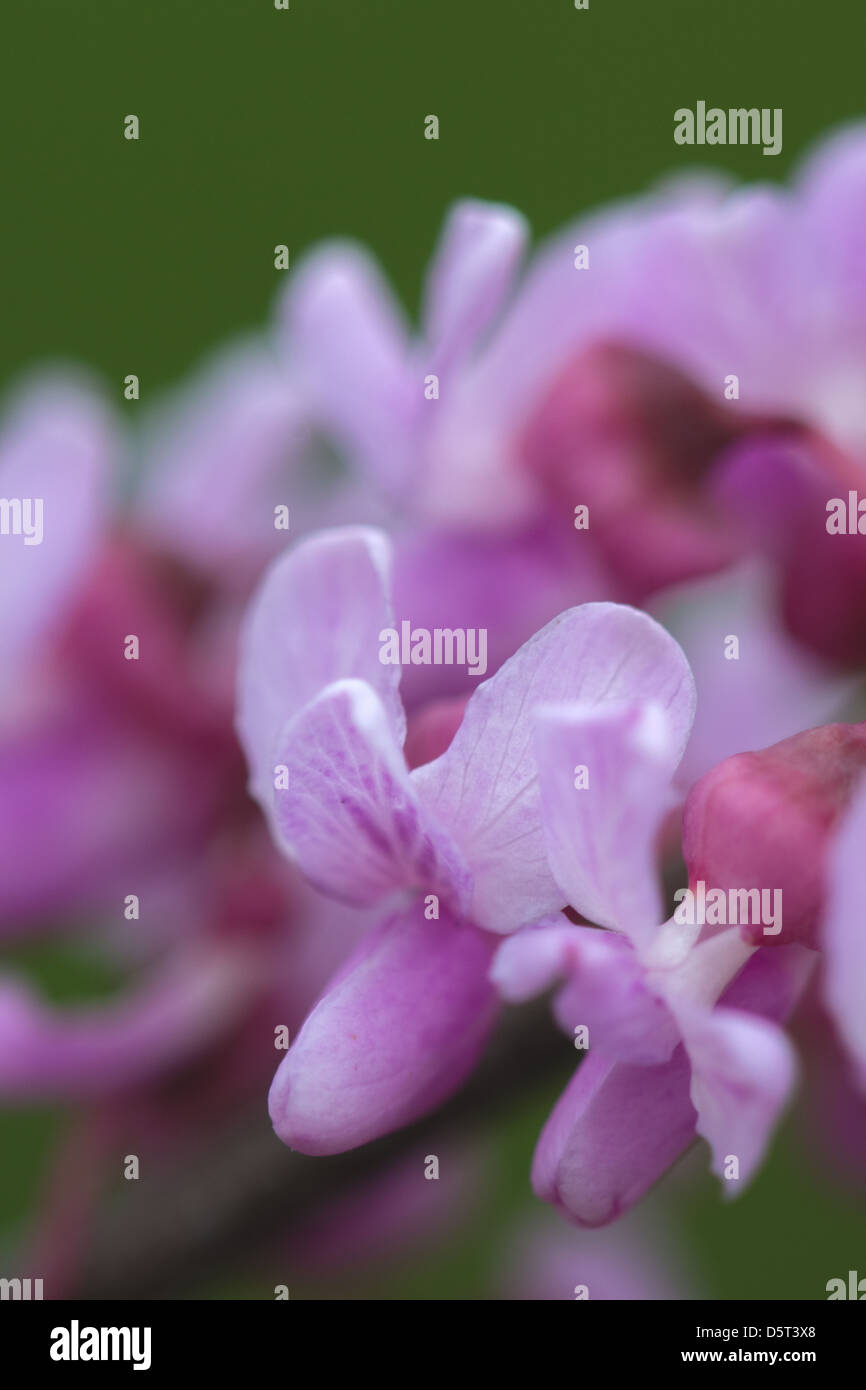 Red Bud flower Stock Photo - Alamy