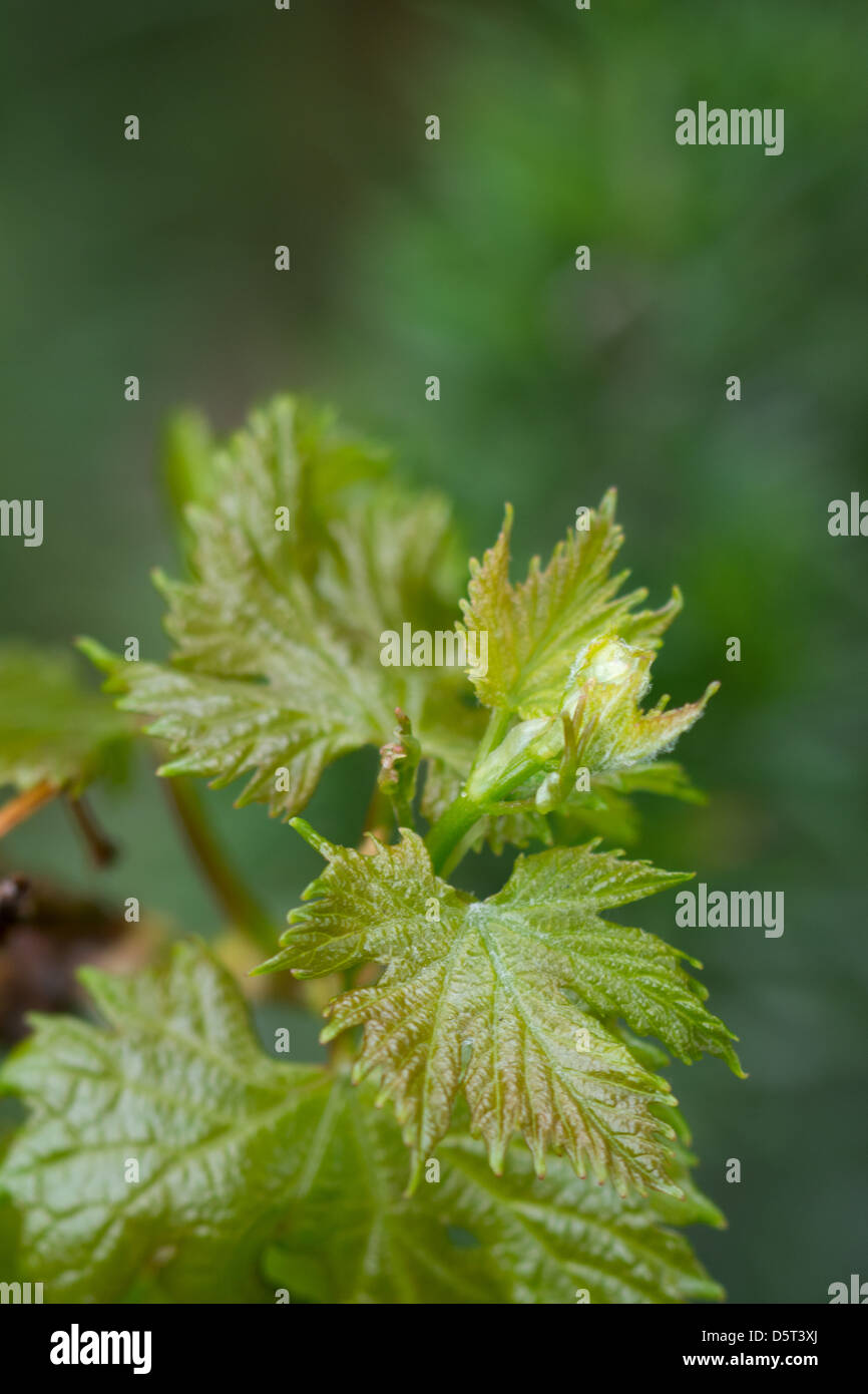 Grape leaves in early spring Stock Photo - Alamy
