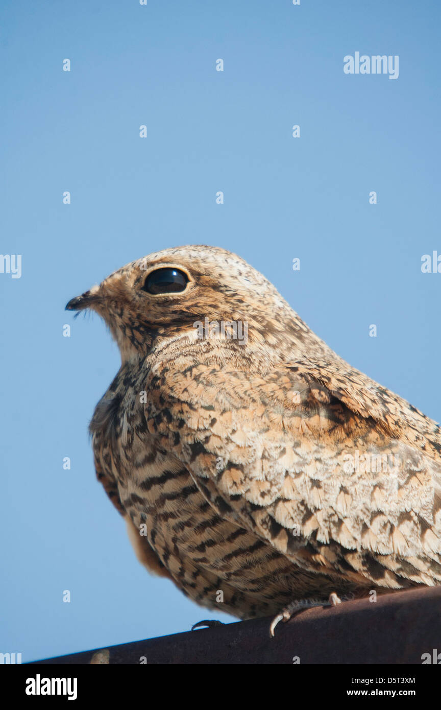 A close up of an Common Nighthawk Stock Photo - Alamy