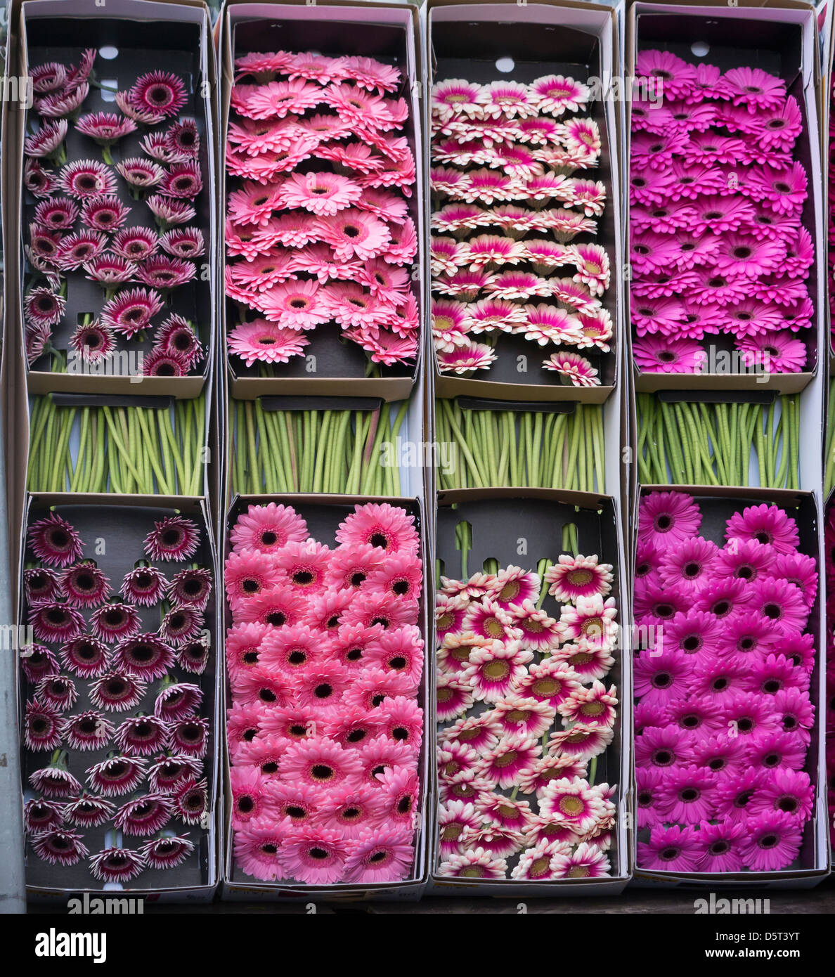 Cut flowers boxes hi-res stock photography and images - Alamy