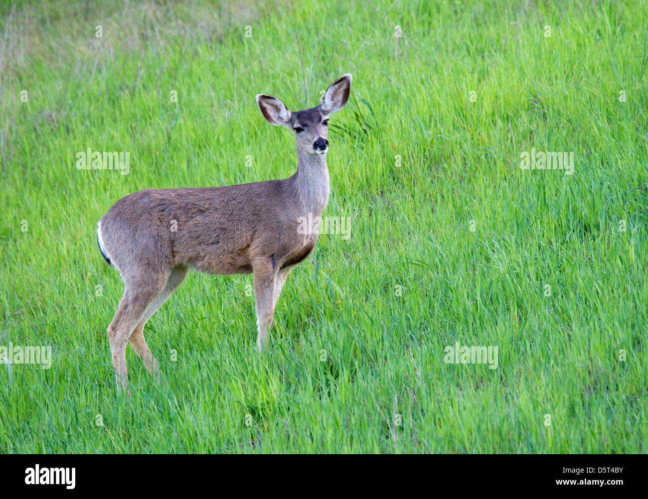 Black tailed Deer Doe Stock Photo - Alamy