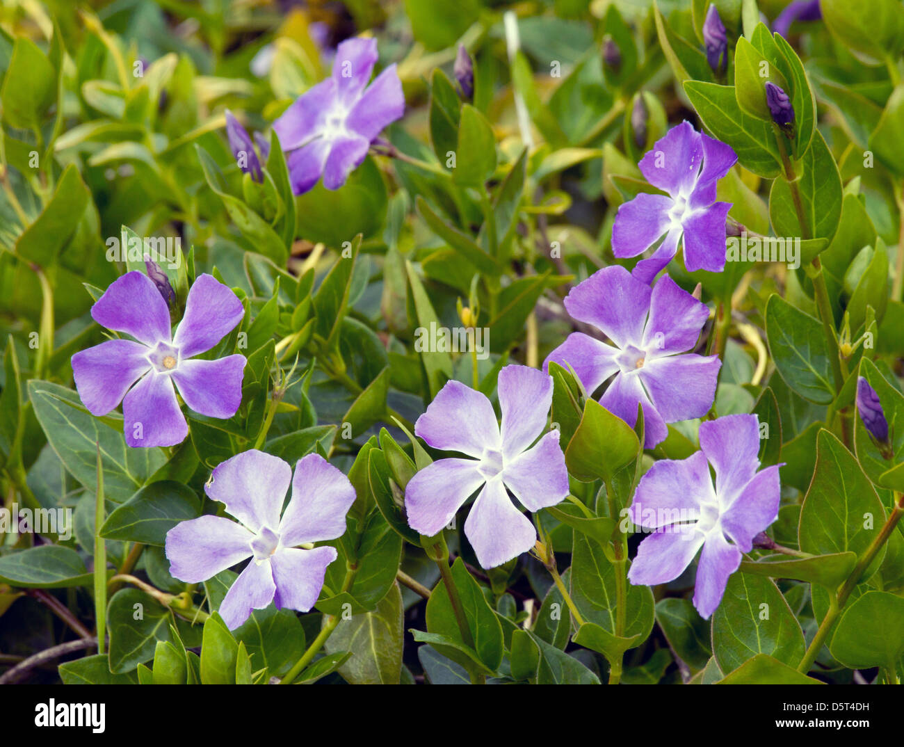 Periwinkle Stock Photos & Periwinkle Stock Images - Alamy