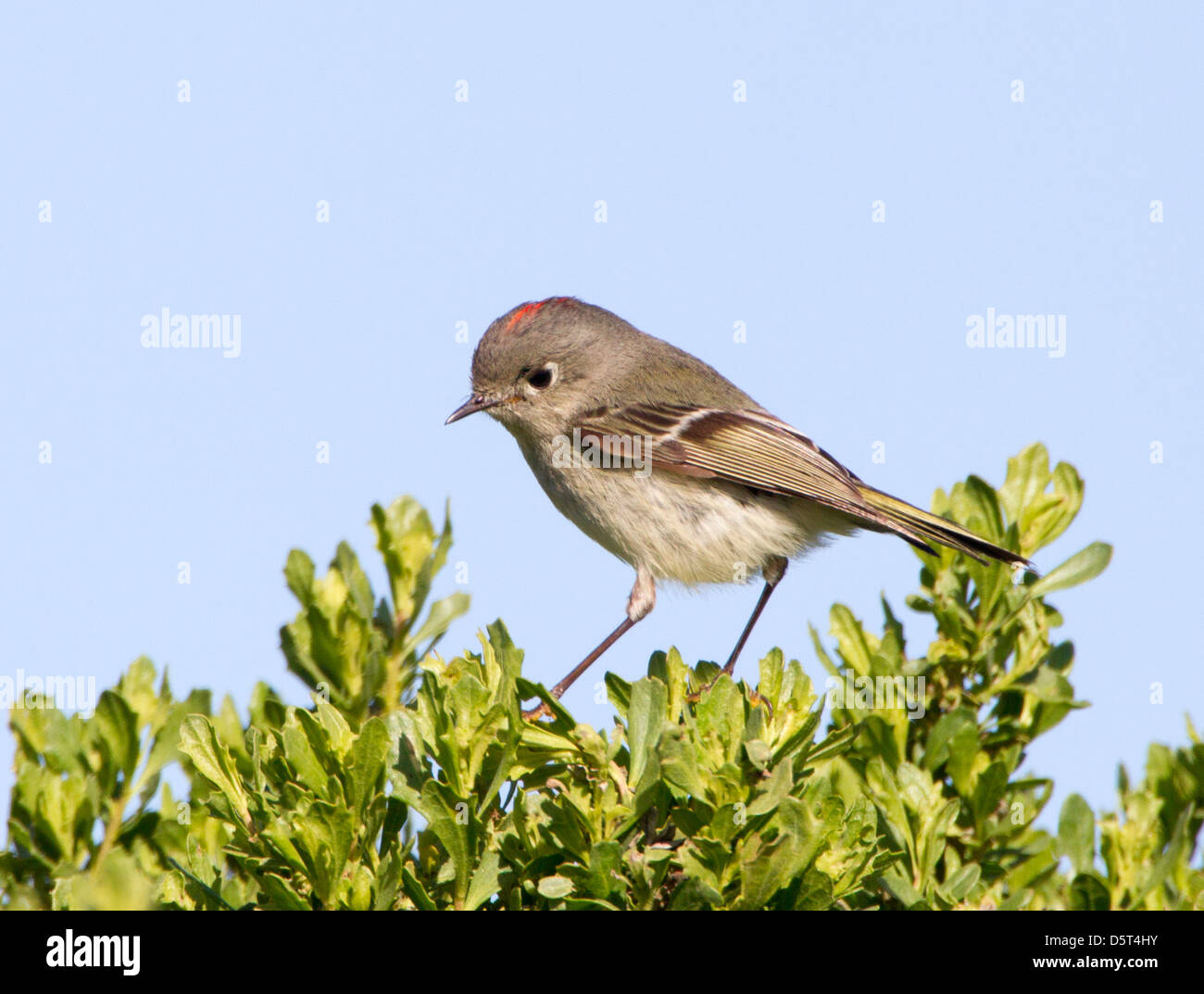 Ruby crowned Kinglet Stock Photo - Alamy