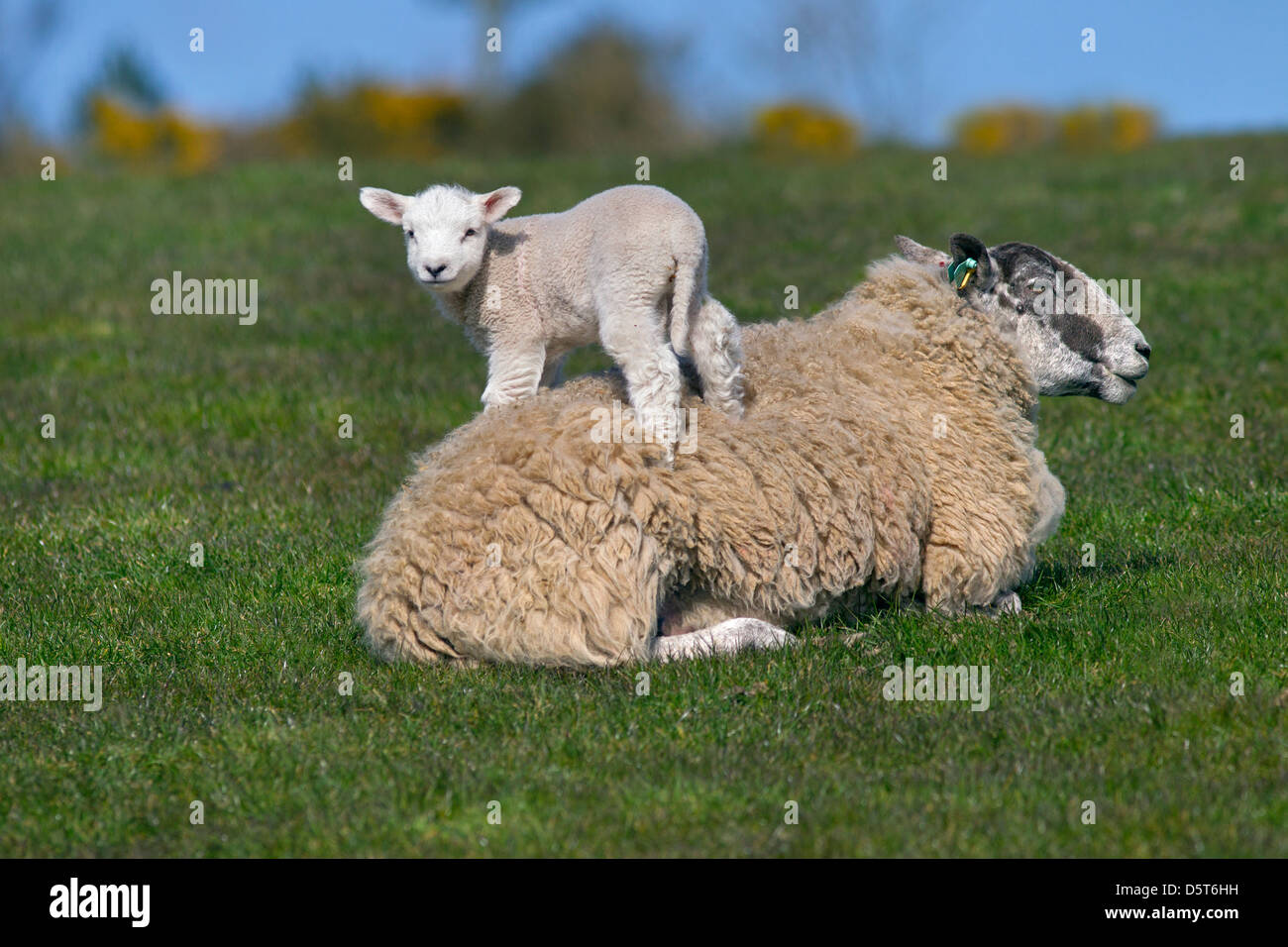 Lamb jumping on resting ewe in grass meadow Stock Photo - Alamy
