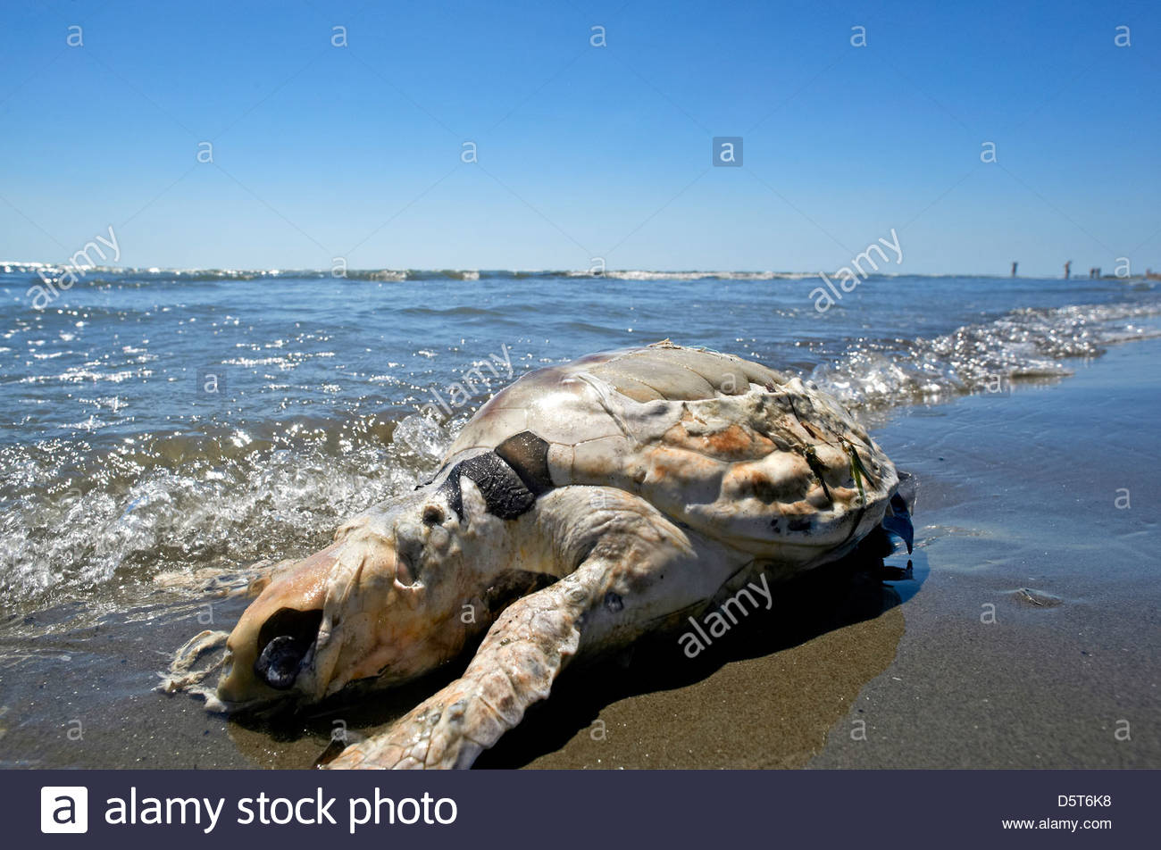 Stranded On The Beach Stock Photos & Stranded On The Beach Stock Images ...