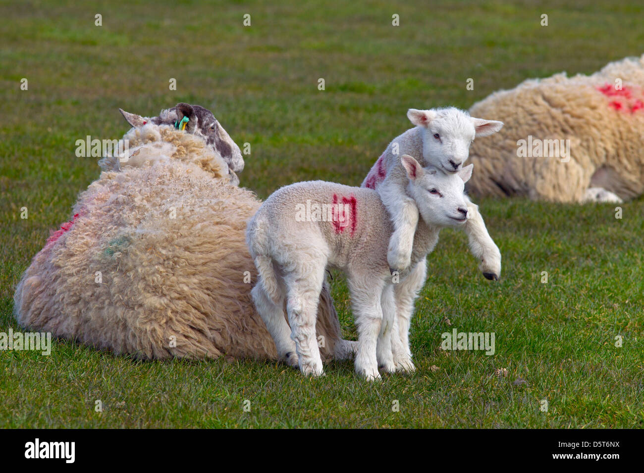 Ewe & Spring Lambs in grass meadow Stock Photo - Alamy