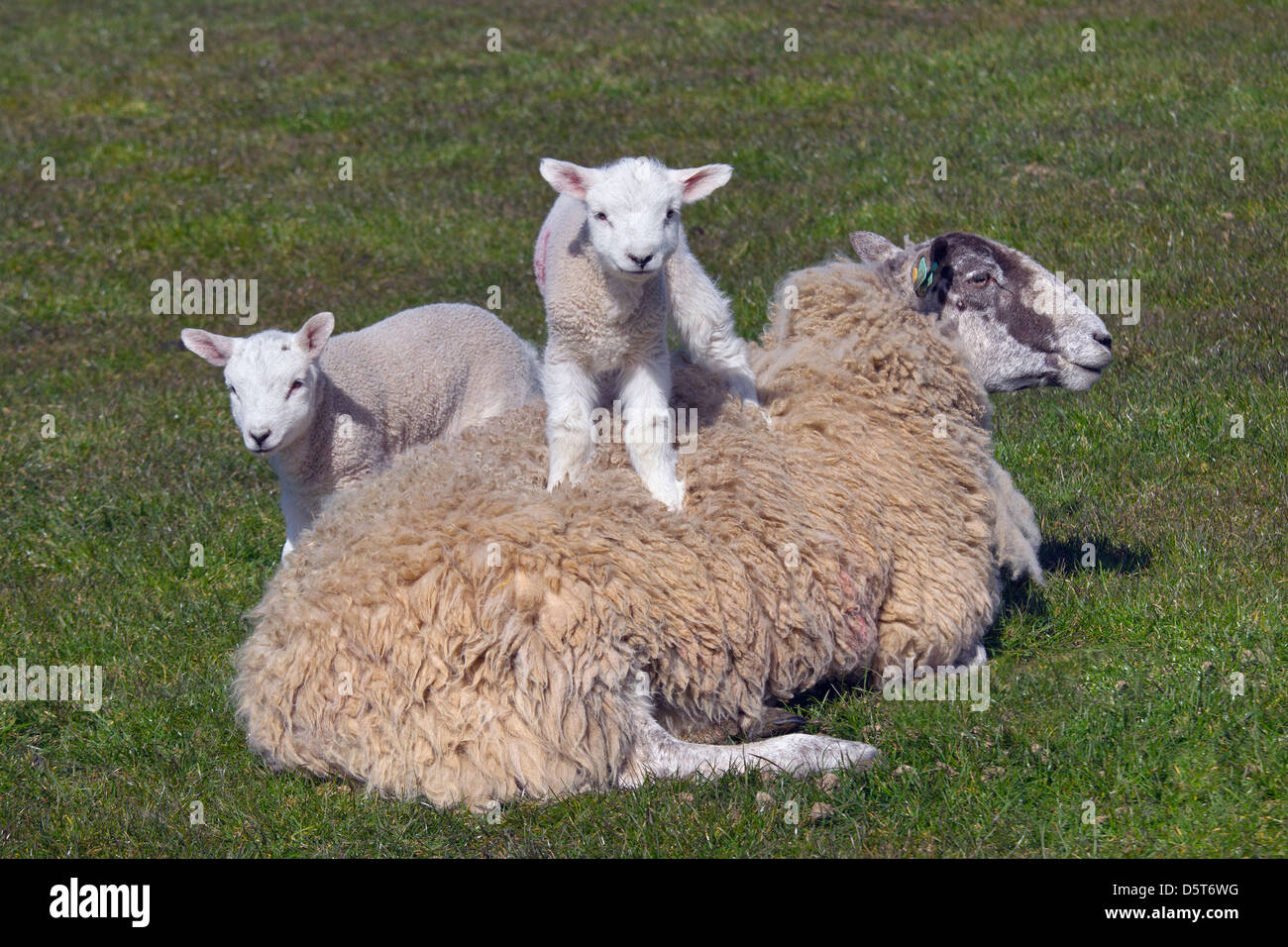 Lambs jumping on resting ewe in spring Stock Photo - Alamy