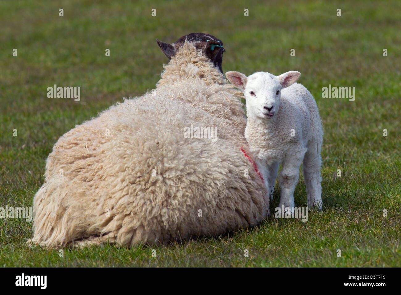 Ewe & Spring Lamb in grass meadow Stock Photo - Alamy