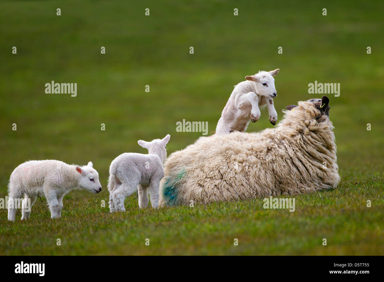 Lambs jumping on resting ewe in spring Stock Photo - Alamy
