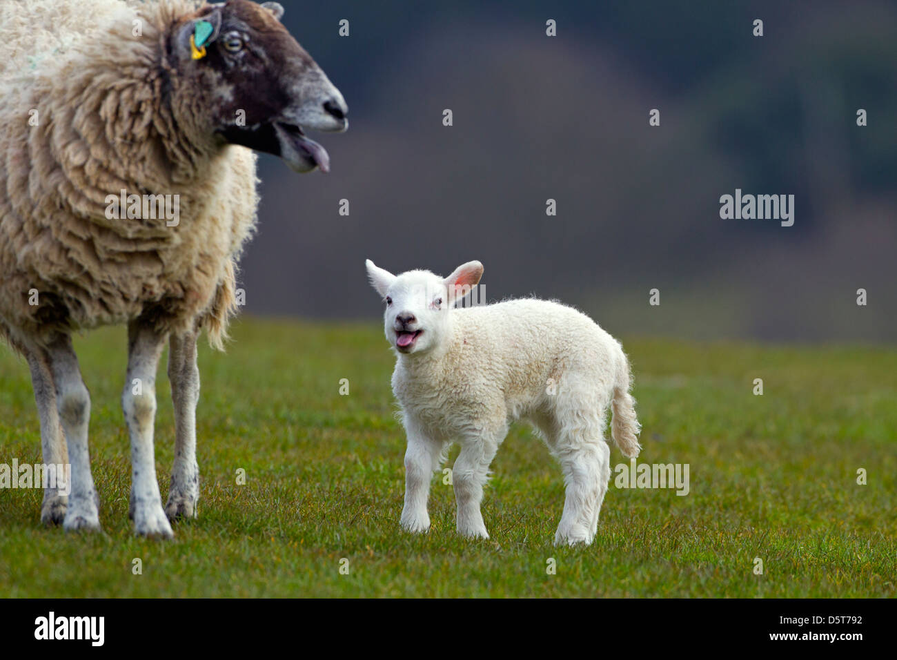 Lamb bleating hi-res stock photography and images - Alamy