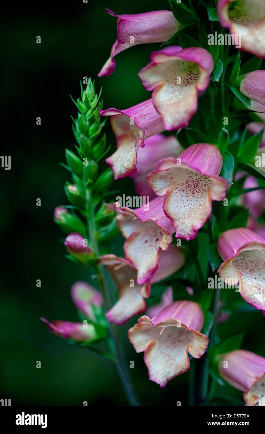 Foxglove Illumination Pink (digitalis Stock Photo - Alamy