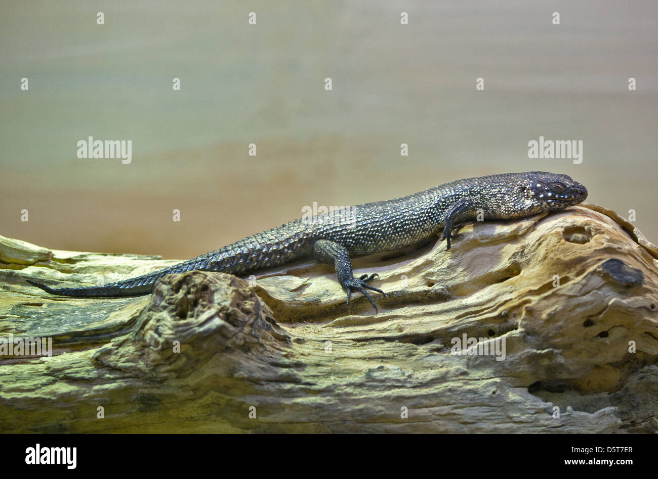 Cunningham's Skink (egernia cunninghami Stock Photo - Alamy