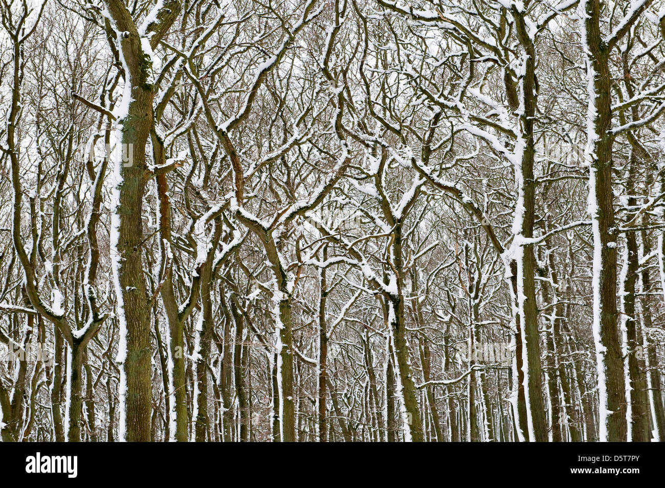 Heavy snow covers the ground in a forest of young oak trees in mid ...