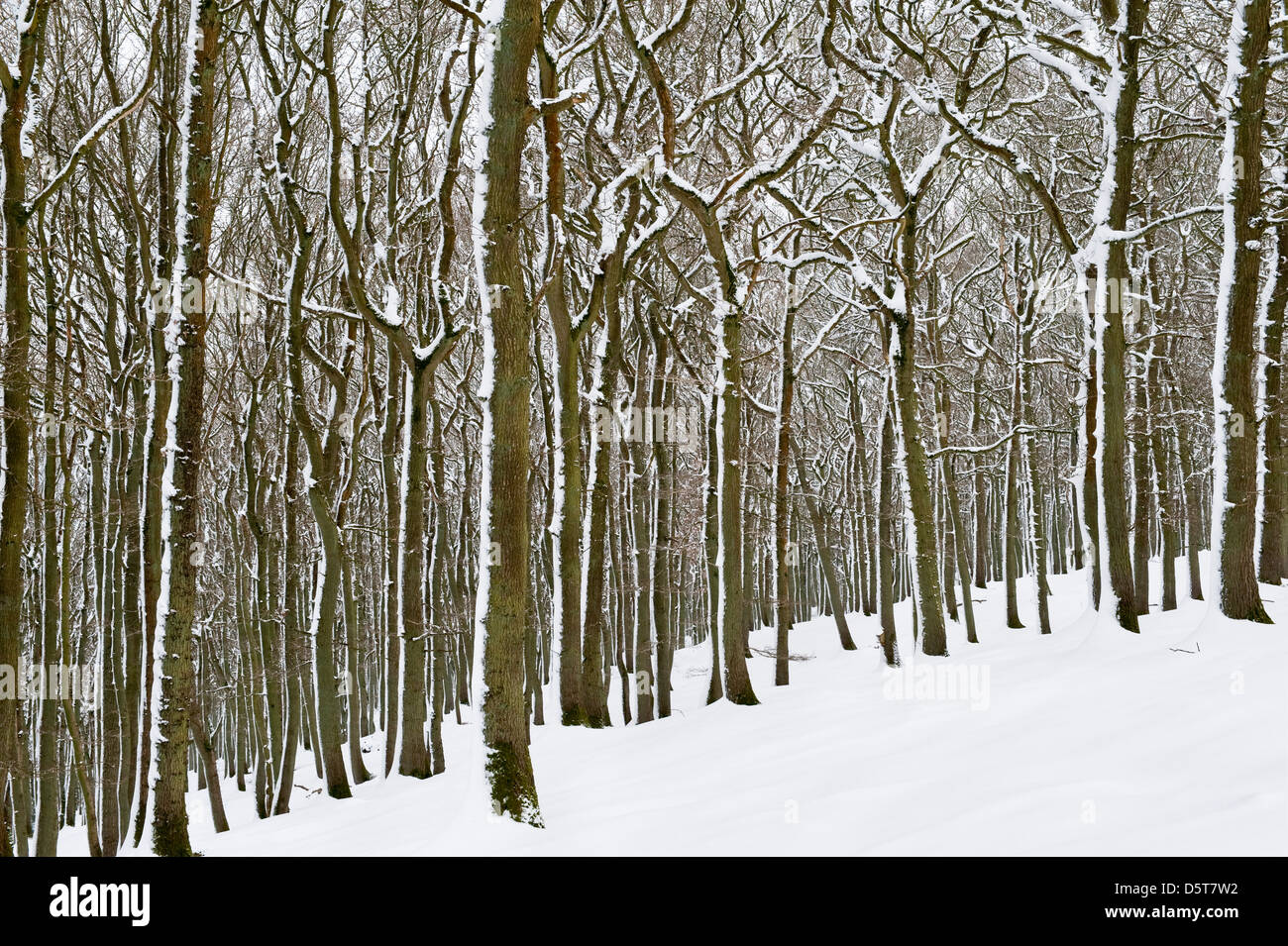 Heavy snow covers the ground in a forest of young oak trees in mid ...