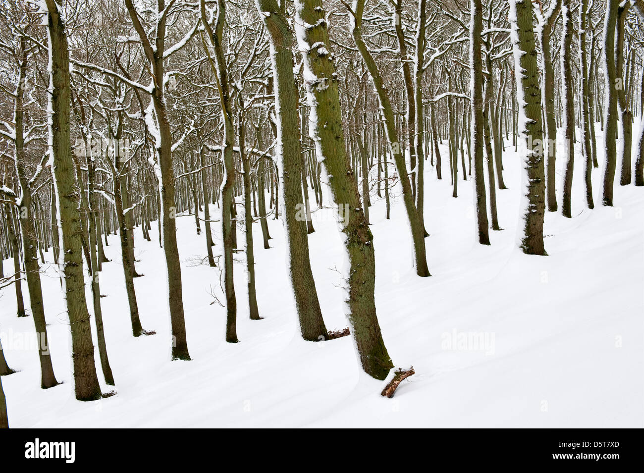 Heavy snow covers the ground in a forest of young oak trees in mid ...