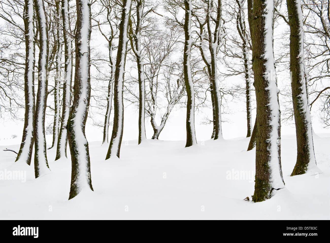 Heavy snow covers the ground in a forest of young oak trees in mid ...