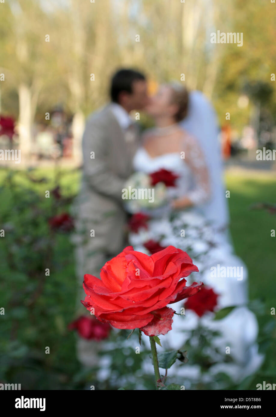 Kiss of the groom and the bride, rose against the newly-weds Stock ...