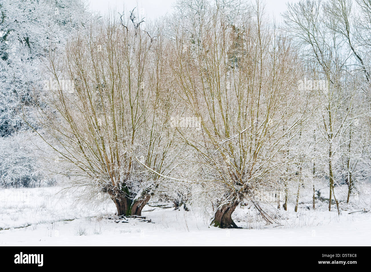 Pollard willow trees covered in snow in the UK during the cold late ...