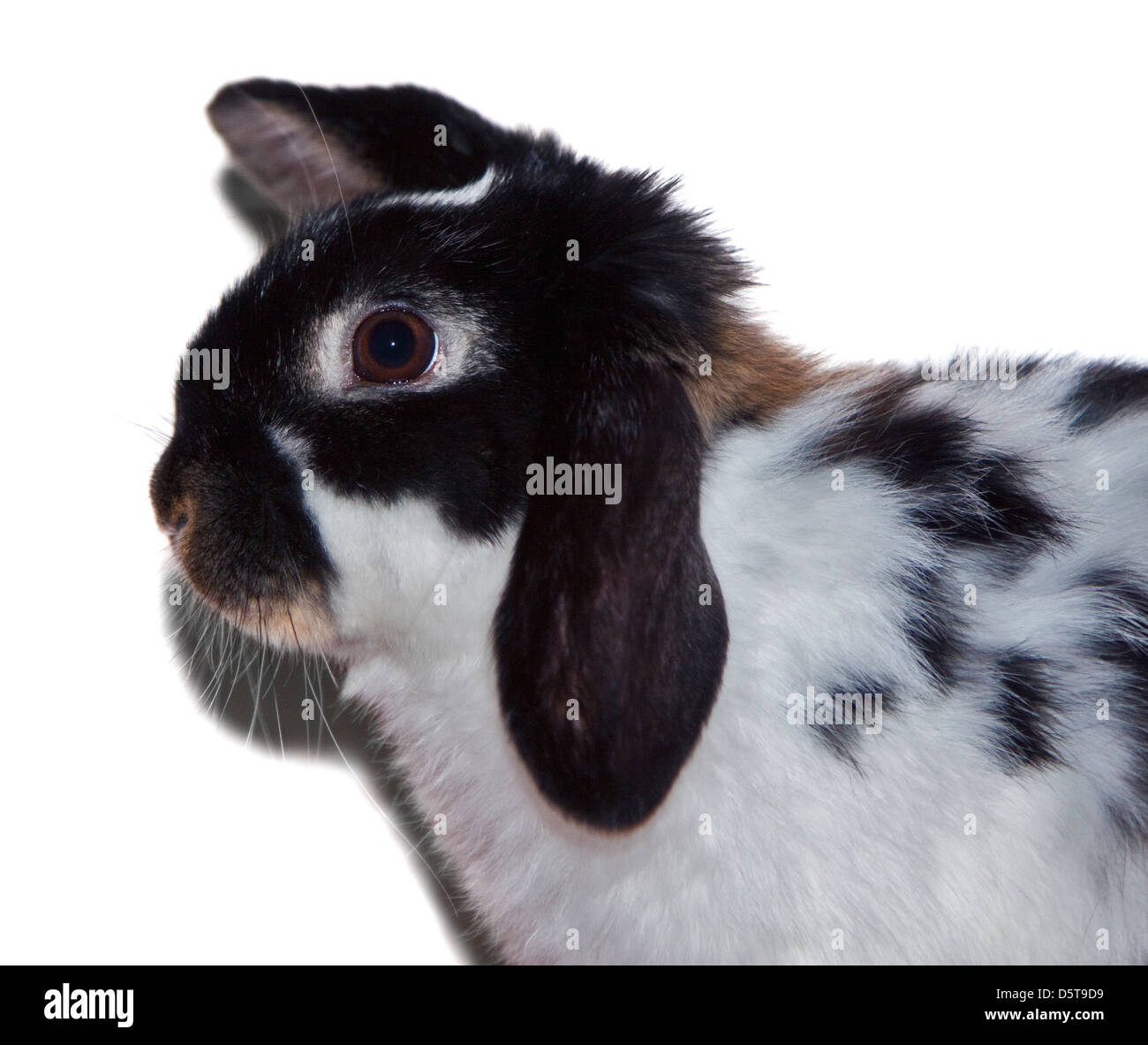Black and white lop eared rabbit hi-res stock photography and images ...