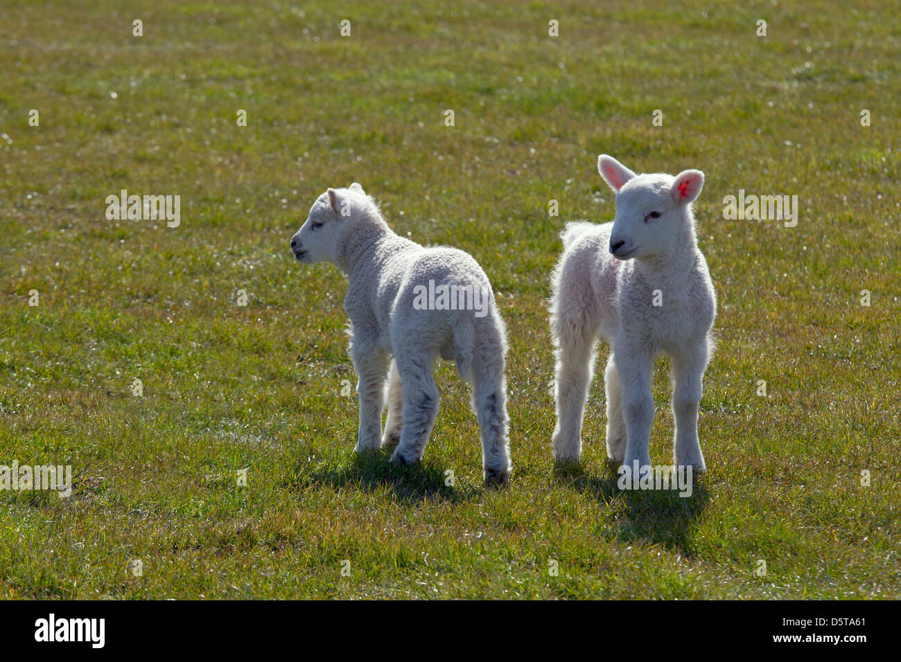 two Spring Lambs in grass meadow Stock Photo - Alamy