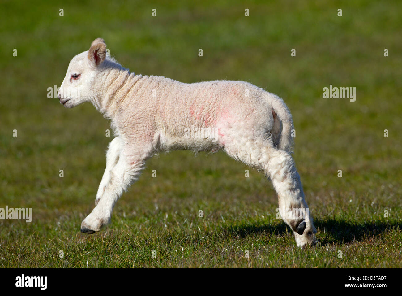 single Lamb running Stock Photo - Alamy