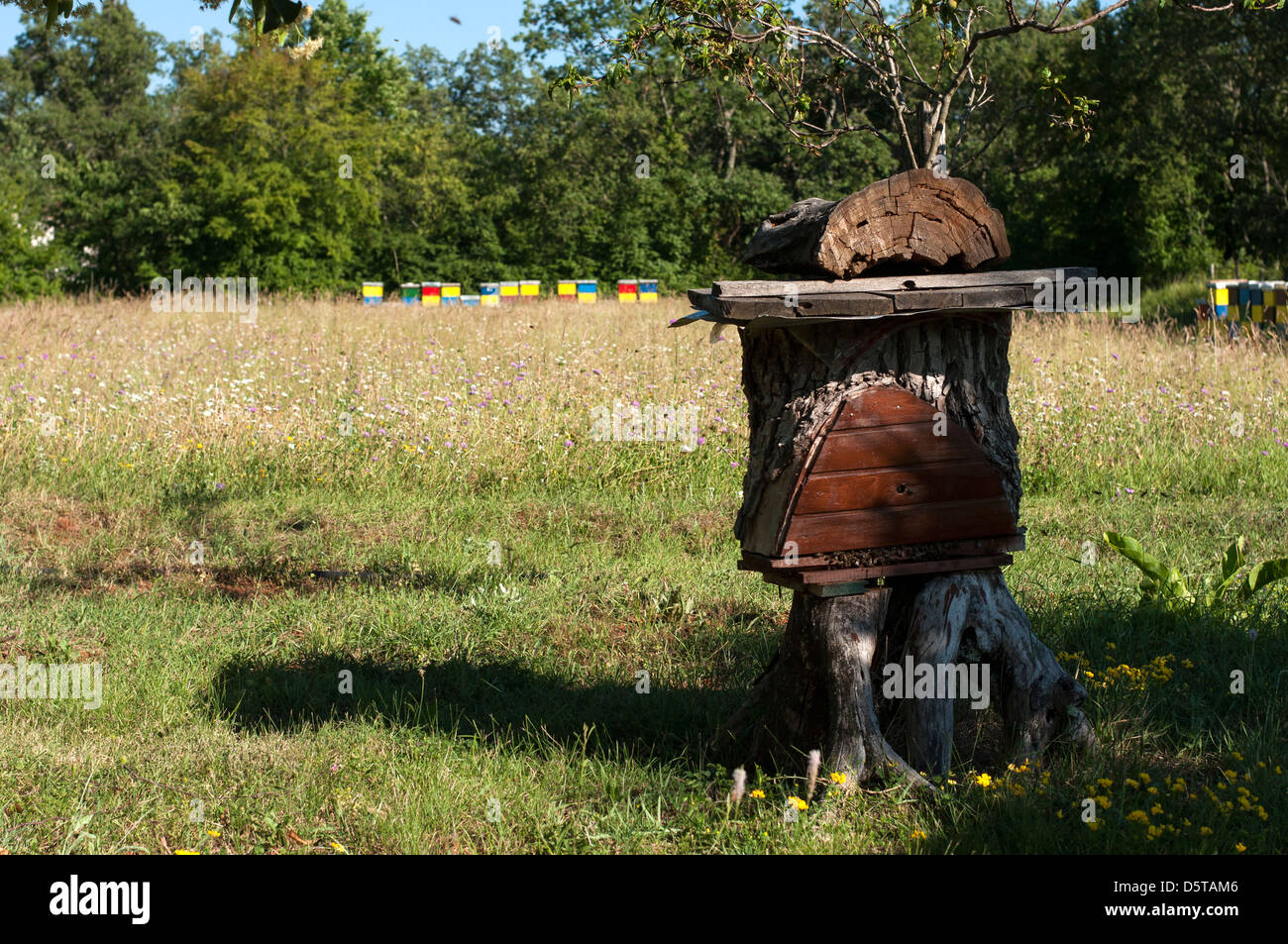 Beehive in an old tree trunk Stock Photo - Alamy