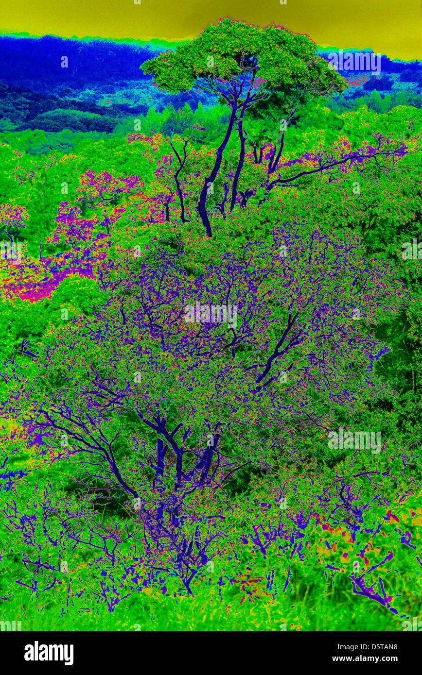 Tropical rainforest in Kenya, Africa Stock Photo - Alamy