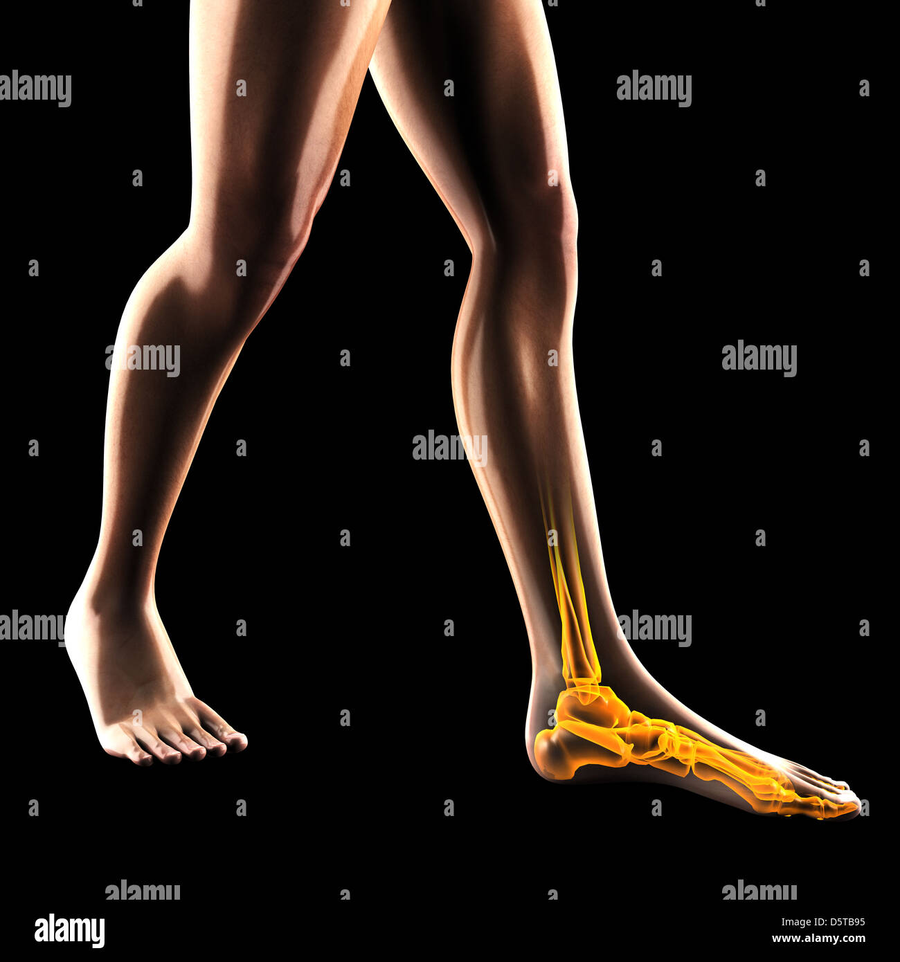human radiography scan Stock Photo - Alamy