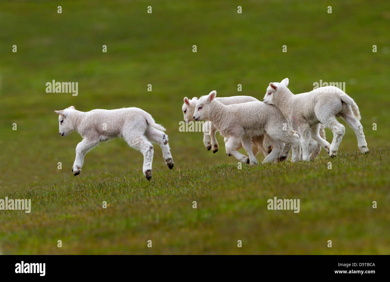 Group running in field hi-res stock photography and images - Alamy