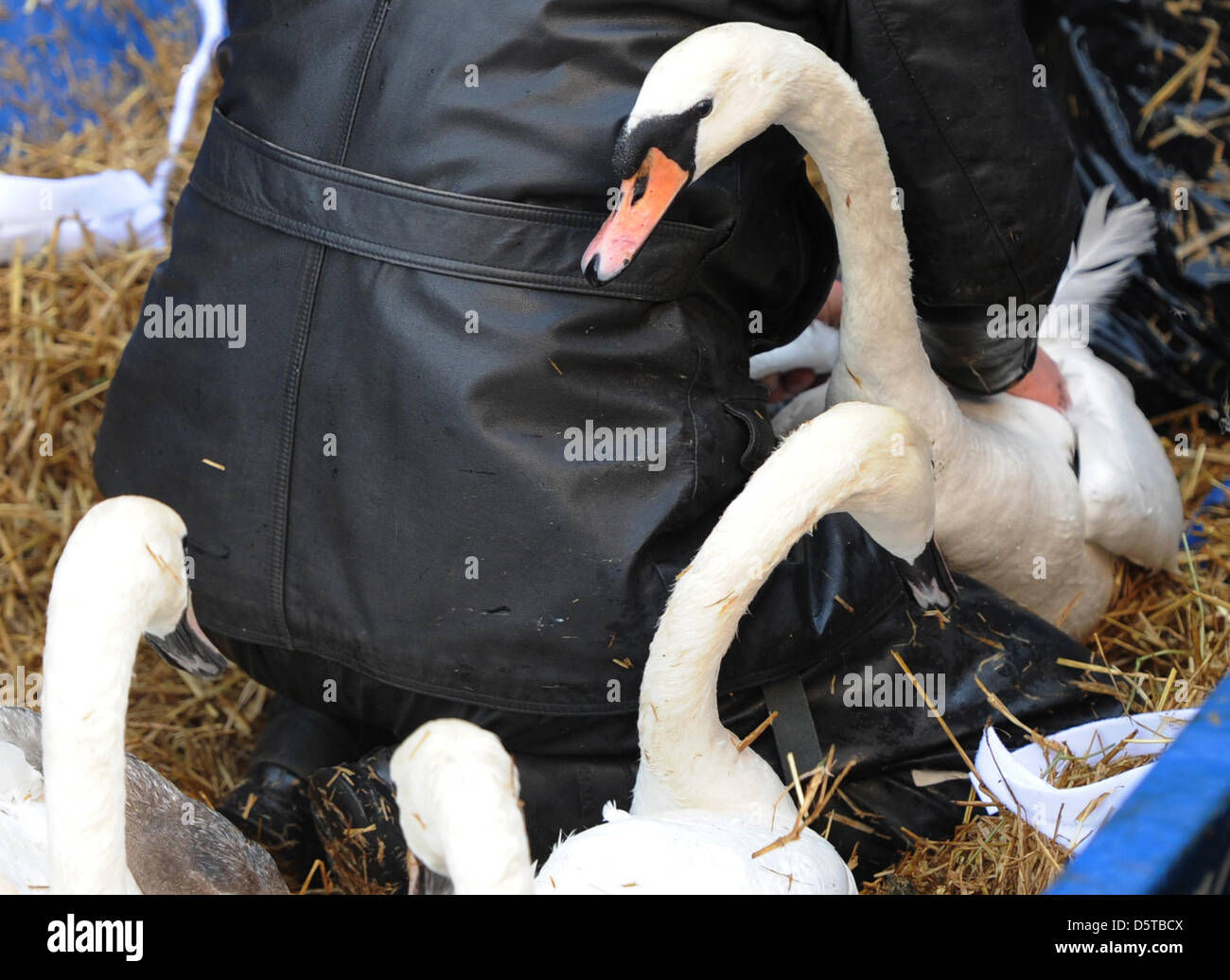 Keeper of the swans hi-res stock photography and images - Alamy
