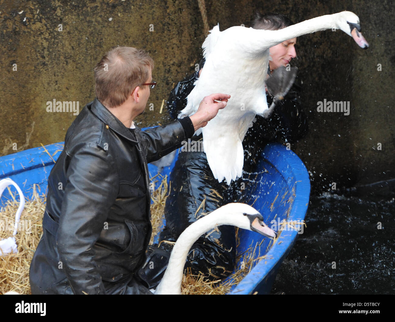 Keeper of the swans hi-res stock photography and images - Alamy
