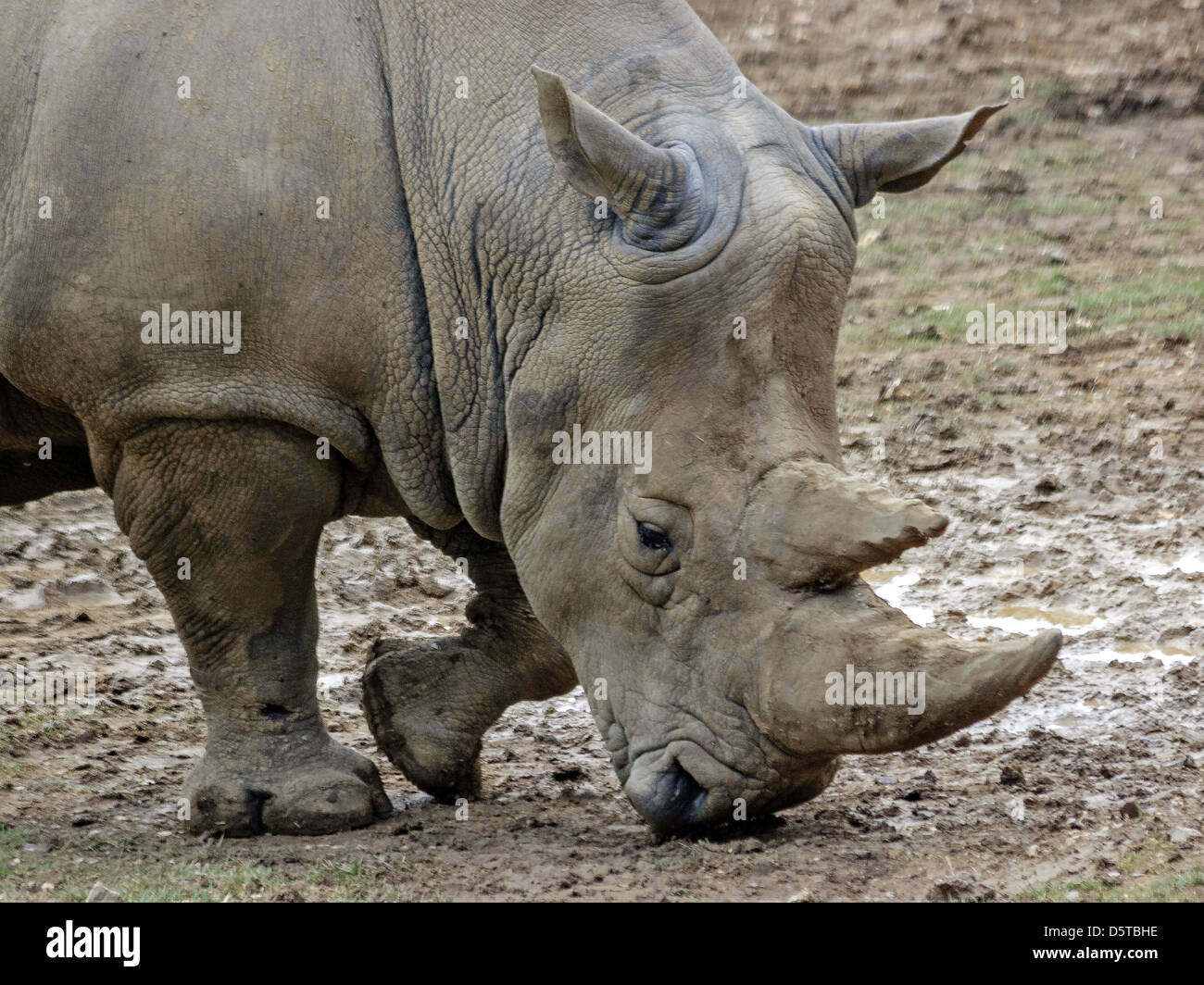 White Rhino Seeking Water UK Stock Photo - Alamy