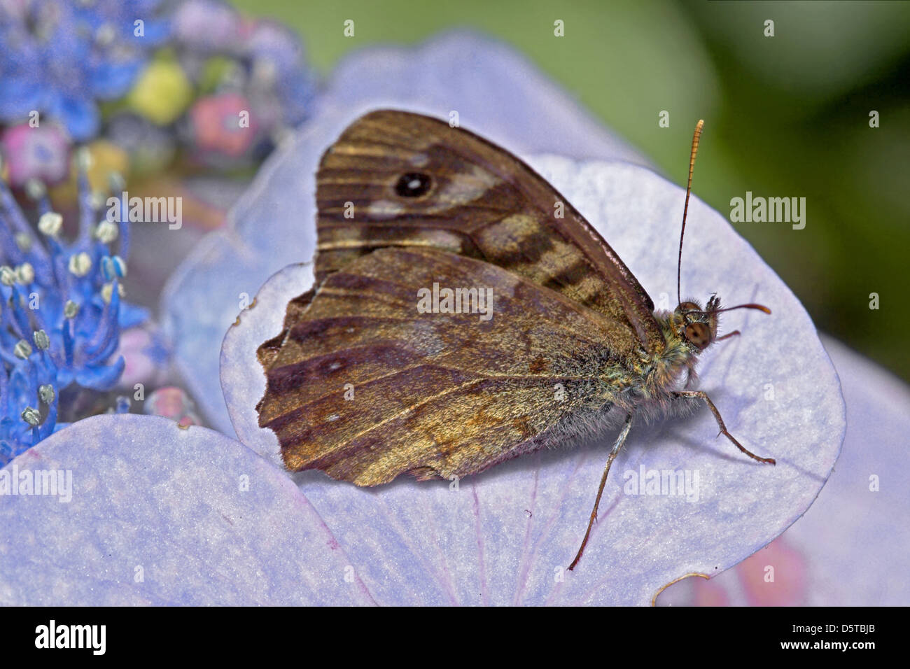 Speckled Wood Butterfly (Pararge aegeria Stock Photo - Alamy