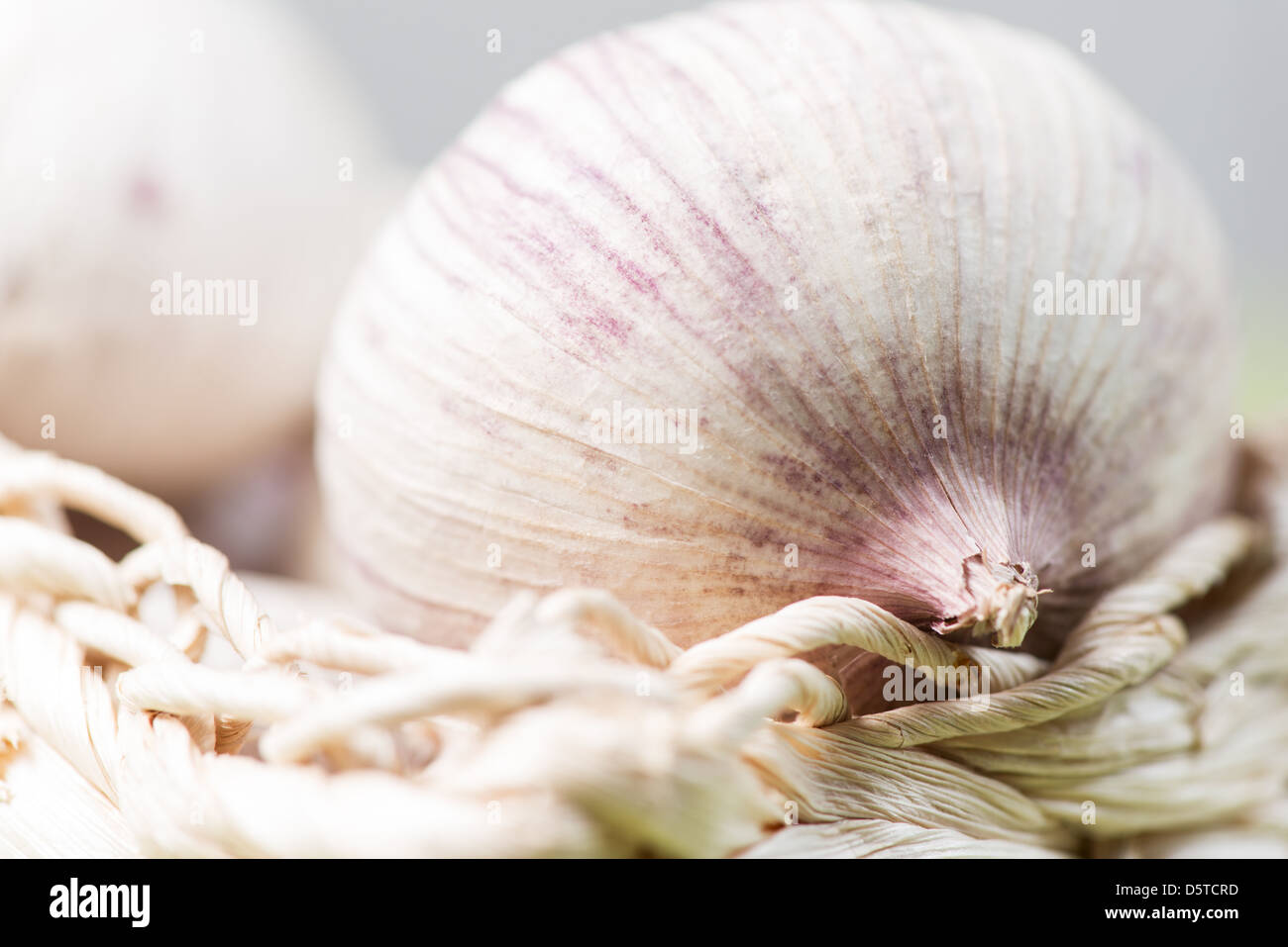 Garlic allium sativum root hi-res stock photography and images - Alamy