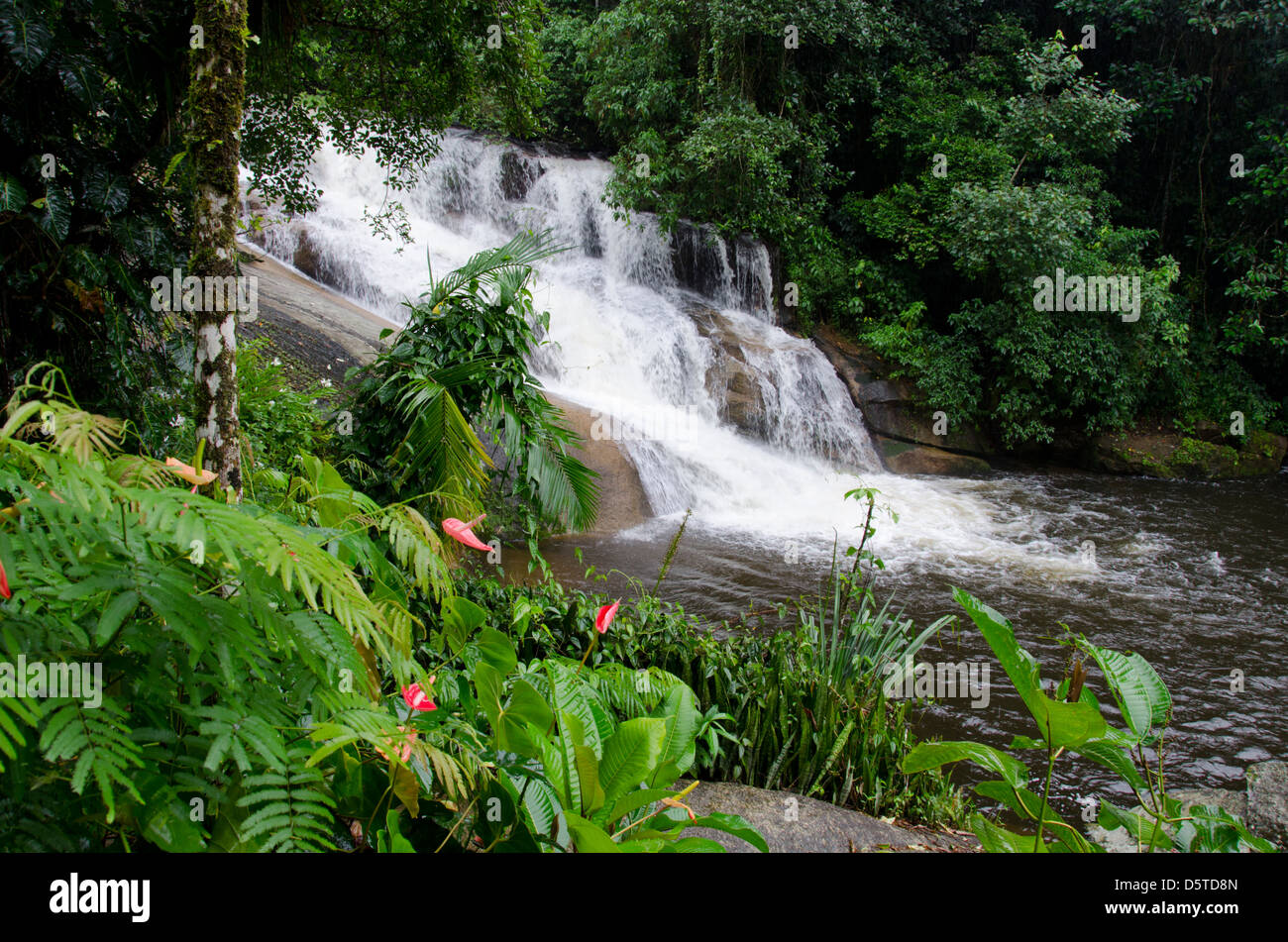 Brazil, Parati (aka Paraty). Atlantic Forest, Serra da Bocaina National ...