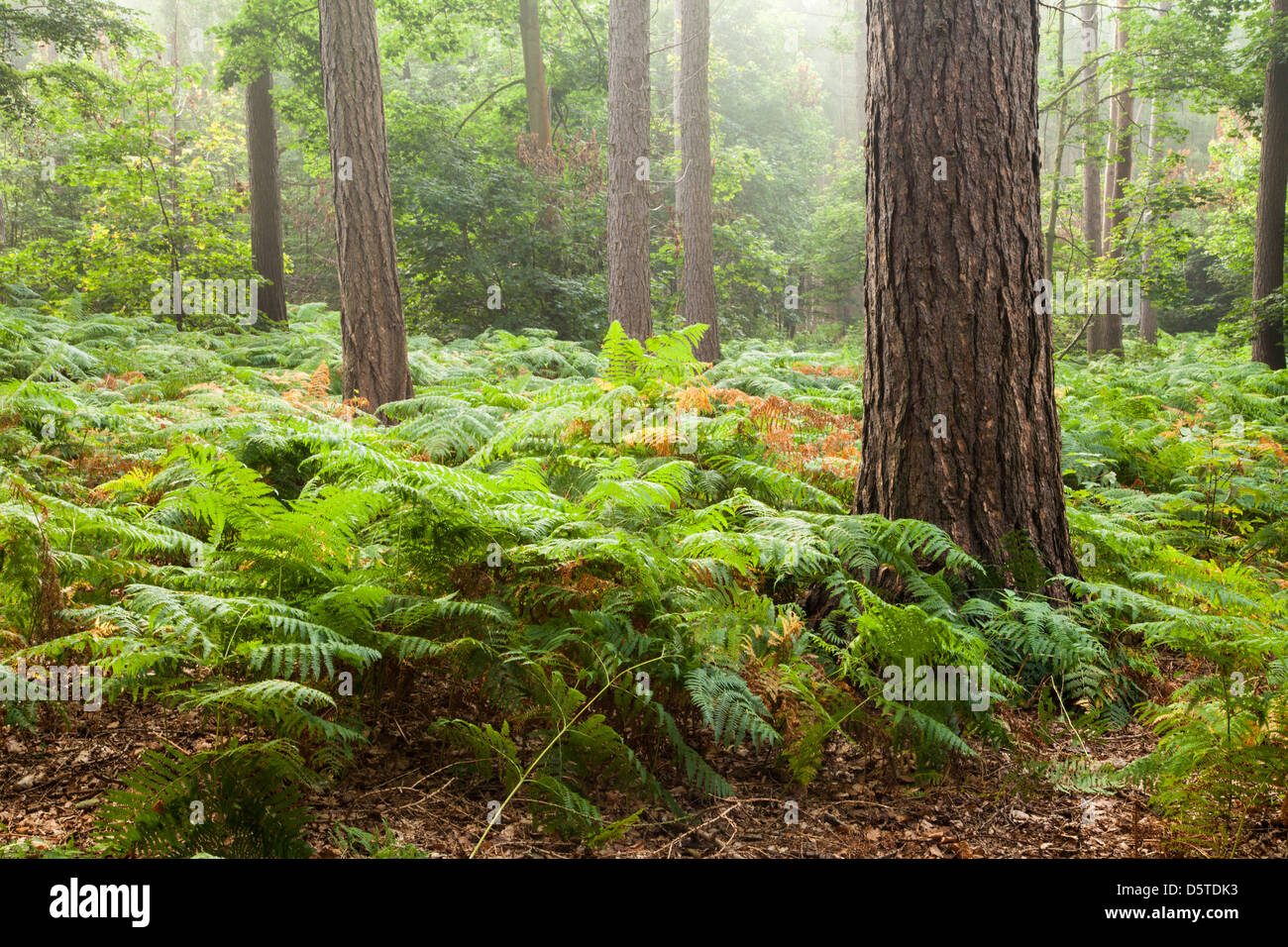 Early morning mist amongst the woodland of Harlestone Firs displaying ...