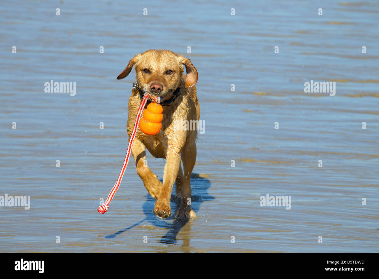 Yellow Labrador playing with ball Stock Photo - Alamy