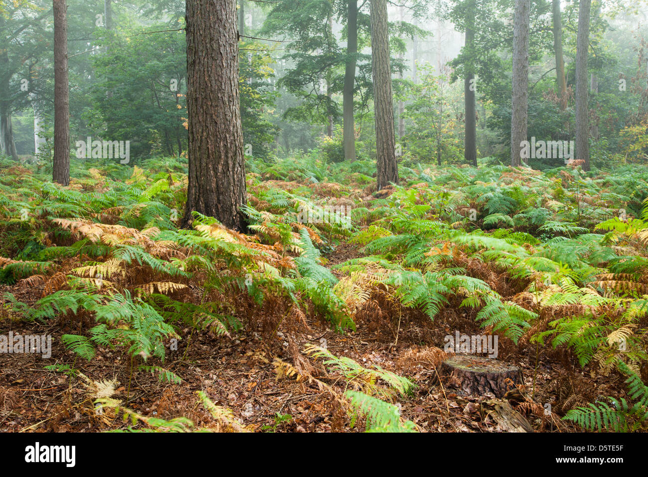 Early morning mist amongst the woodland of Harlestone Firs displaying ...