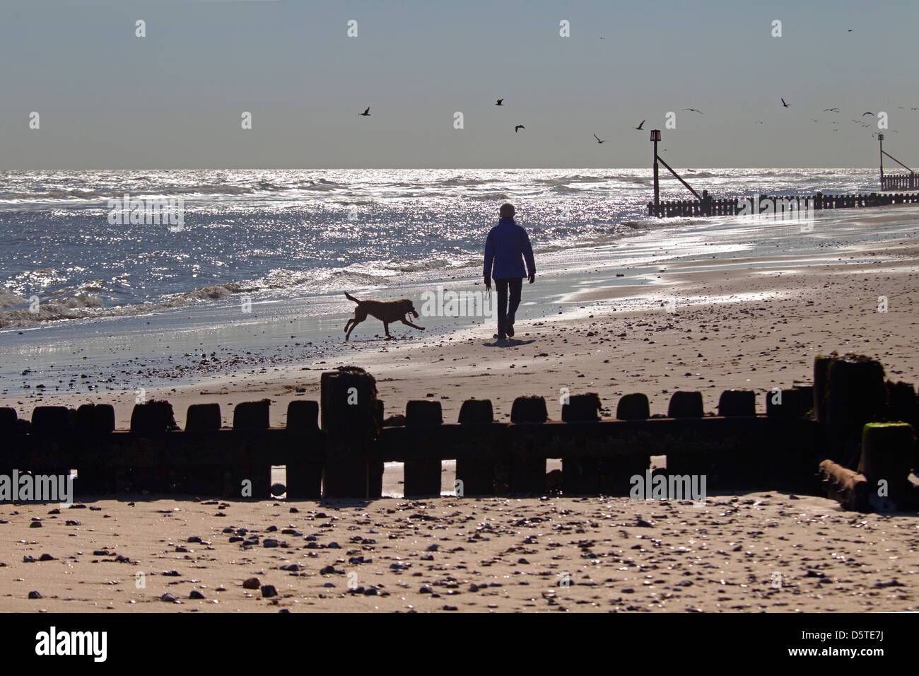 Yellow Labrador running along Norfolk beach with owner Stock Photo - Alamy