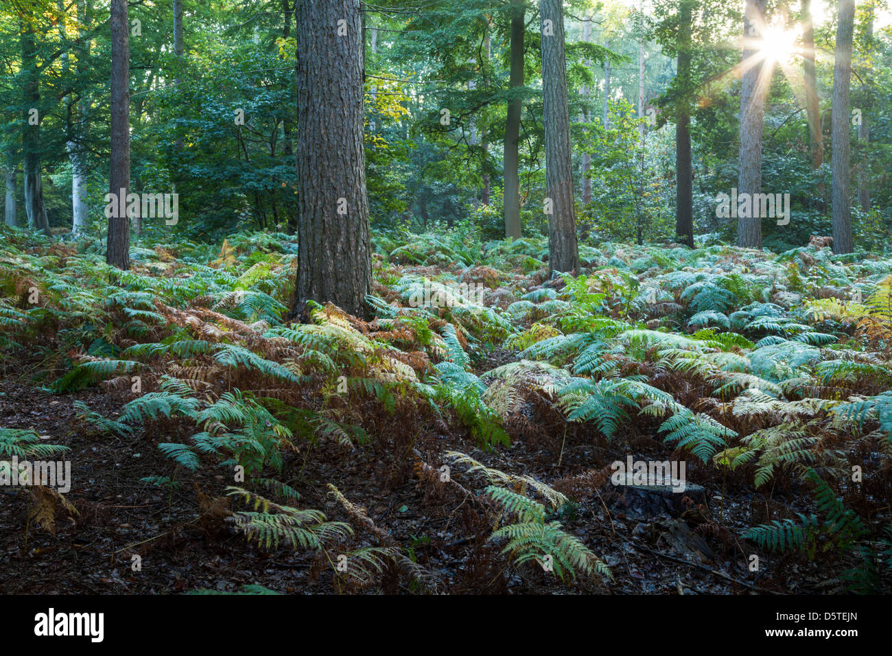 A burst of sunlight through the trees of Harlestone Firs with a hint of ...